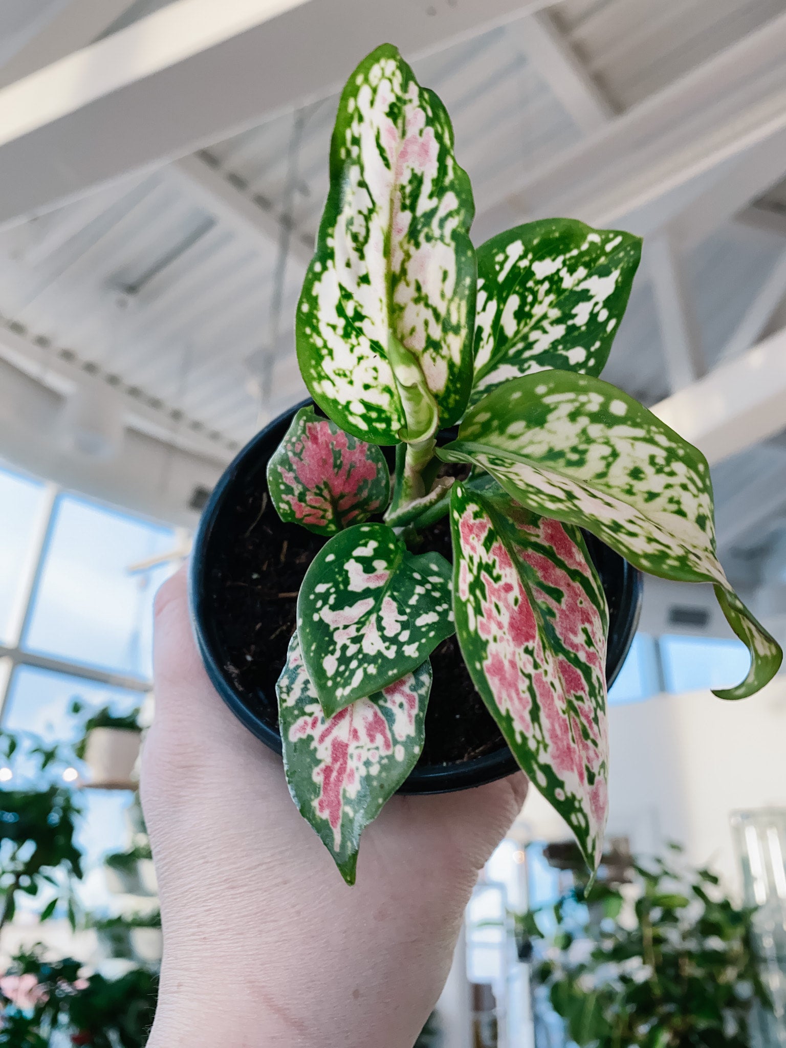 Aglaonema Lady Valentine (Chinese Evergreen) | Botaniful