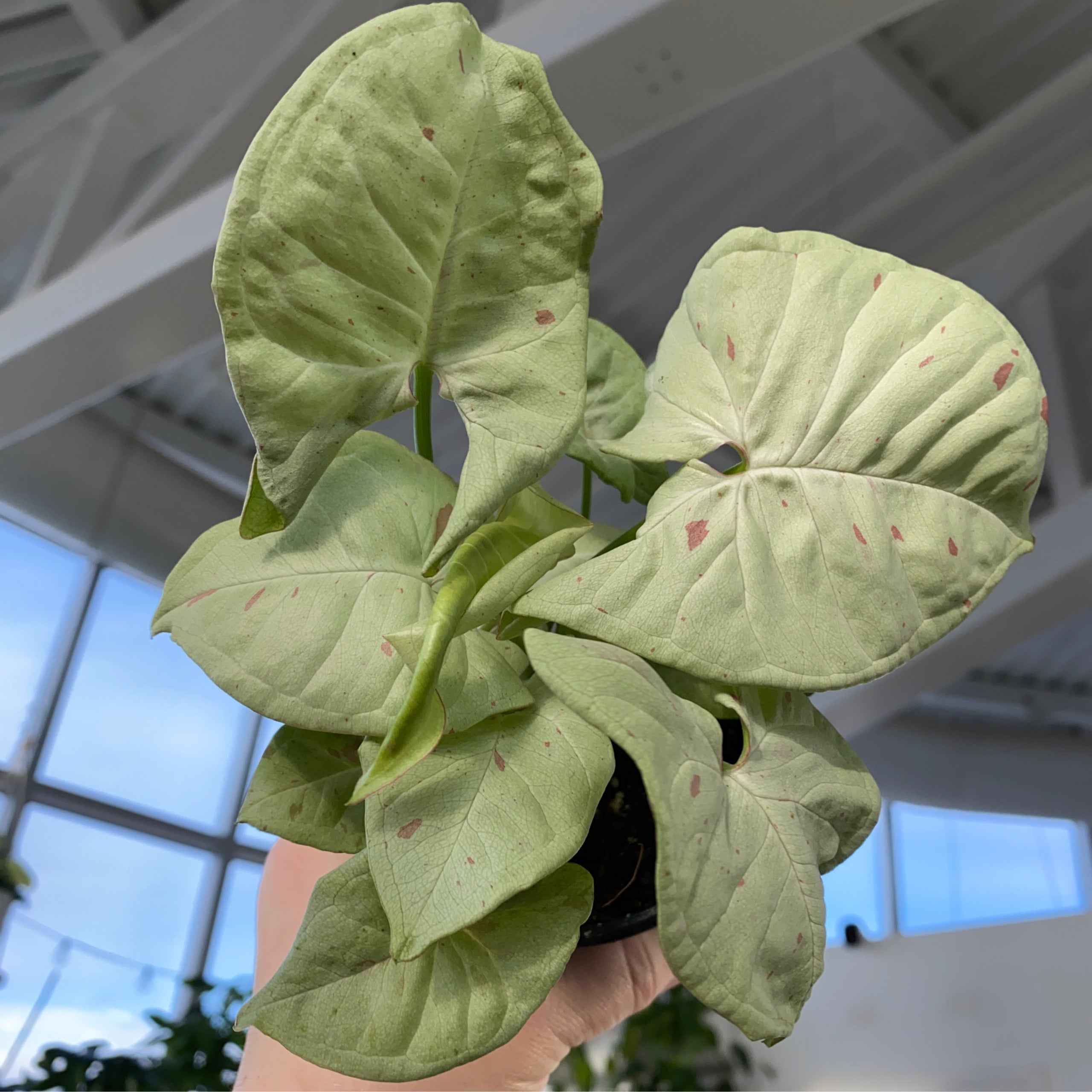 Syngonium Confetti (Nephthytis) 4" | Botaniful