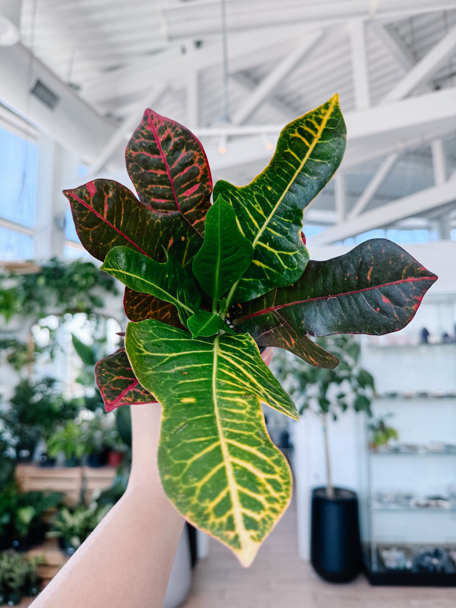 Croton Magnificent 3.5" | Botaniful