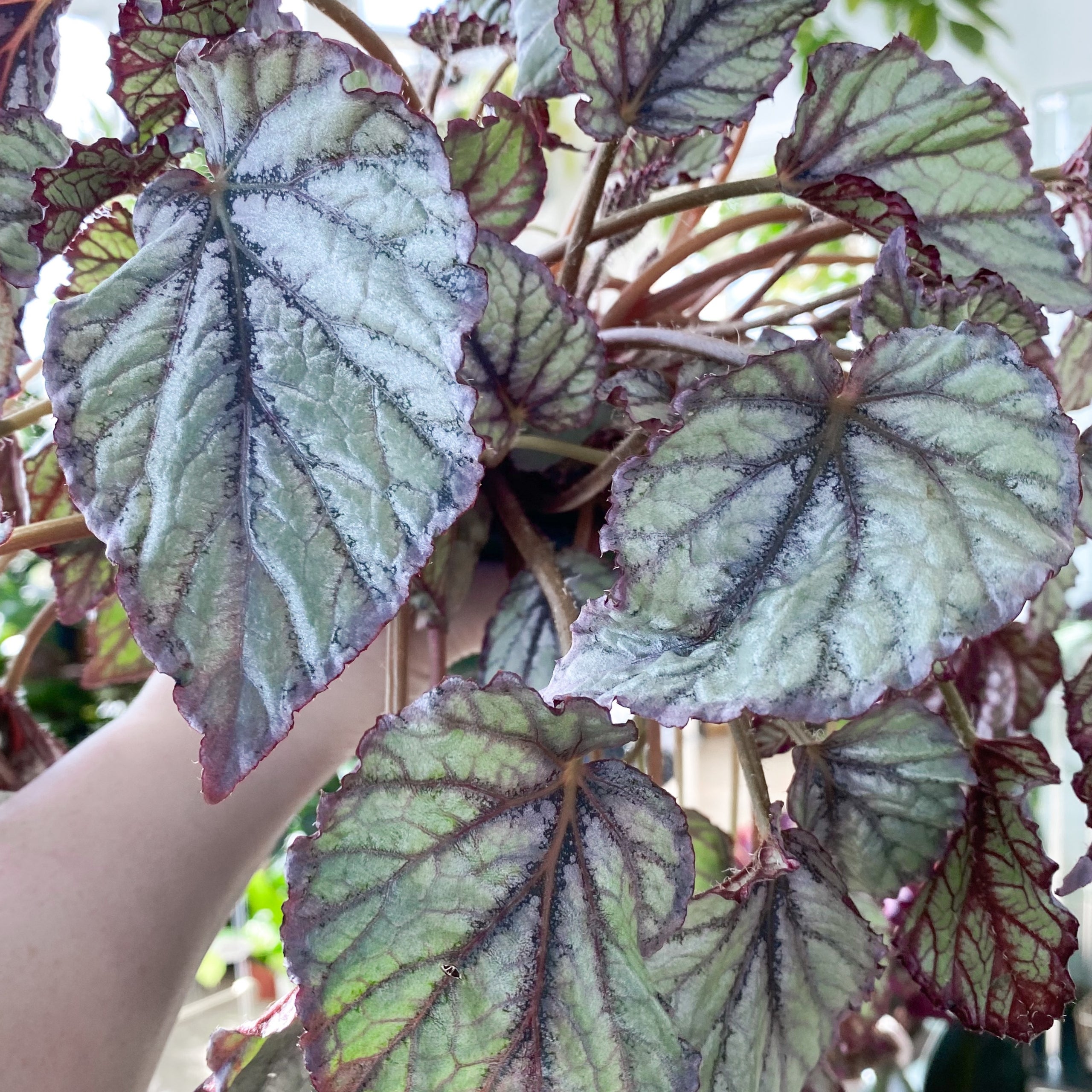 Begonia Rex Silver 4" | Botaniful