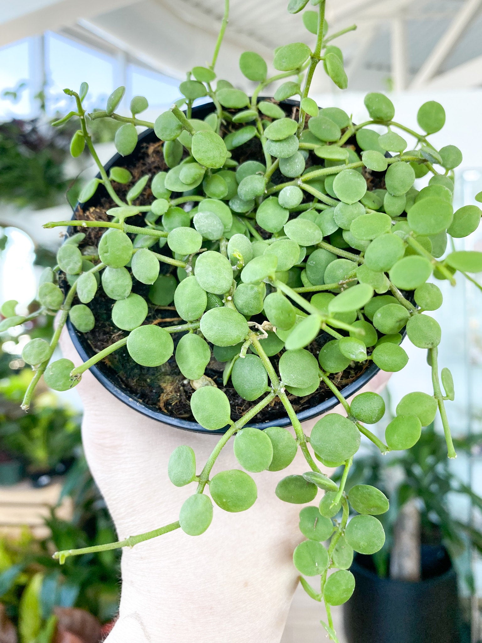 String Of Nickels 4" | Botaniful