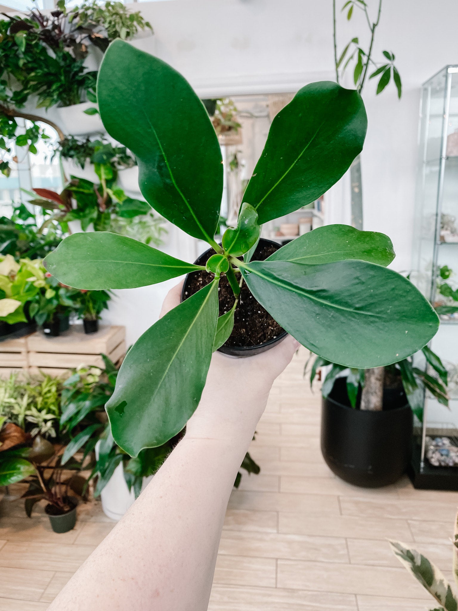 Autograph Tree 4" | Botaniful