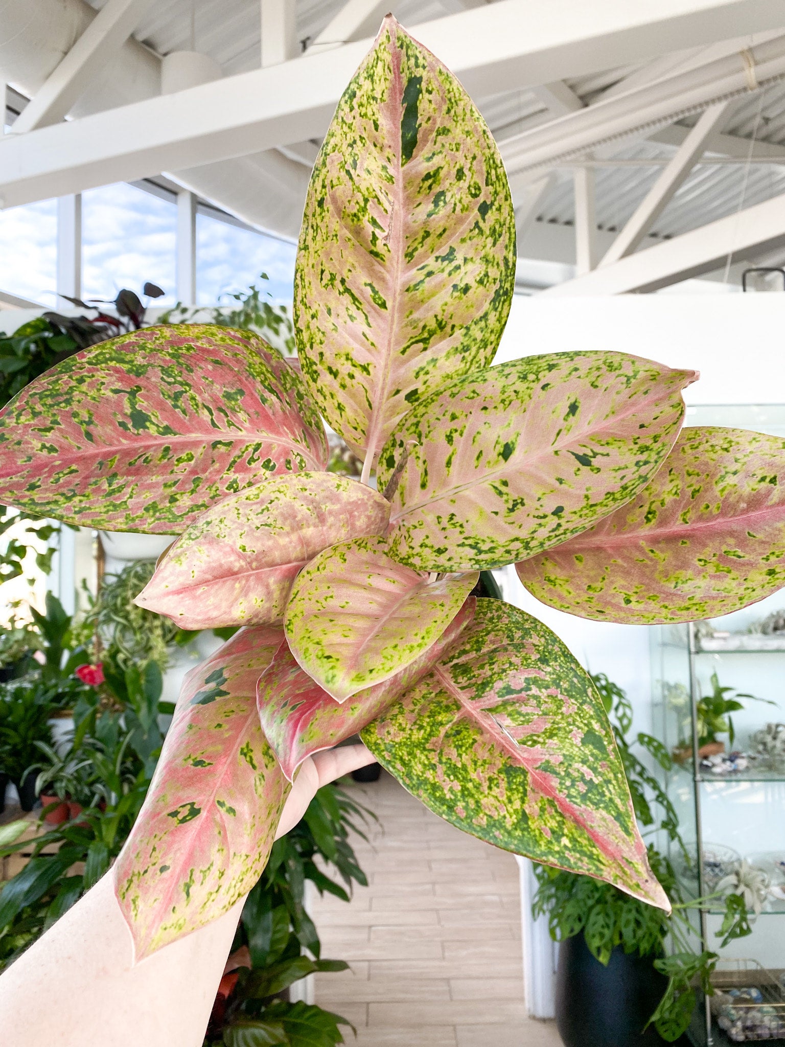 Aglaonema Lochai (Chinese Evergreen) | Botaniful