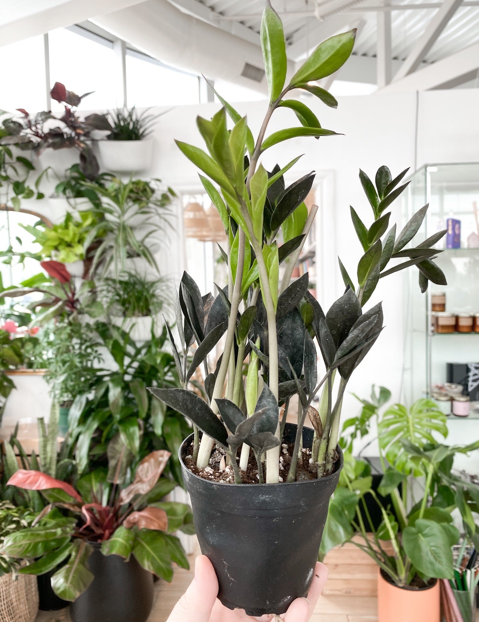 Zamioculcas Zamiifolia Zamicro Black Raven 4" | Botaniful