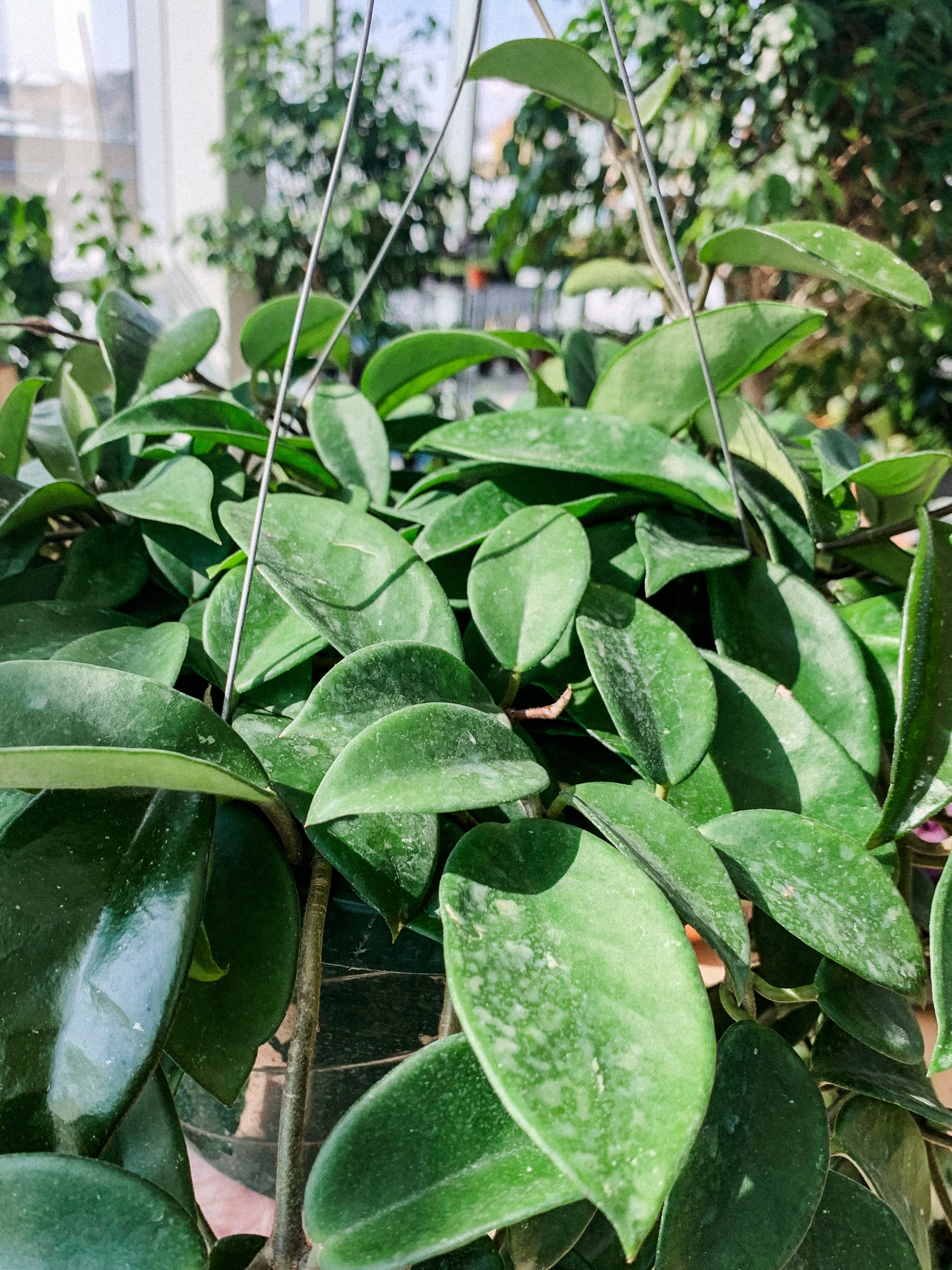 Hoya Carnosa Green | Botaniful