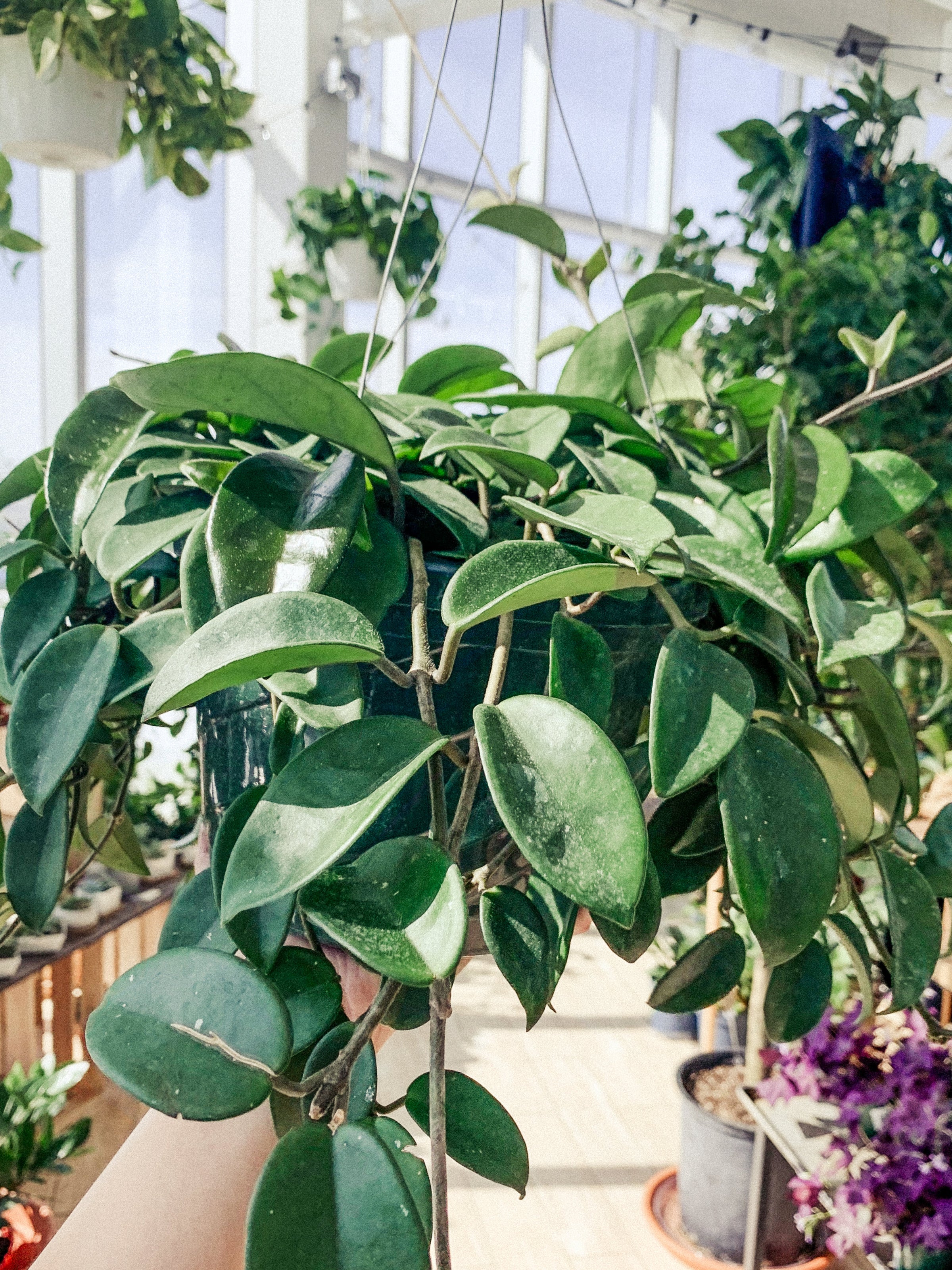 Hoya Carnosa Green | Botaniful