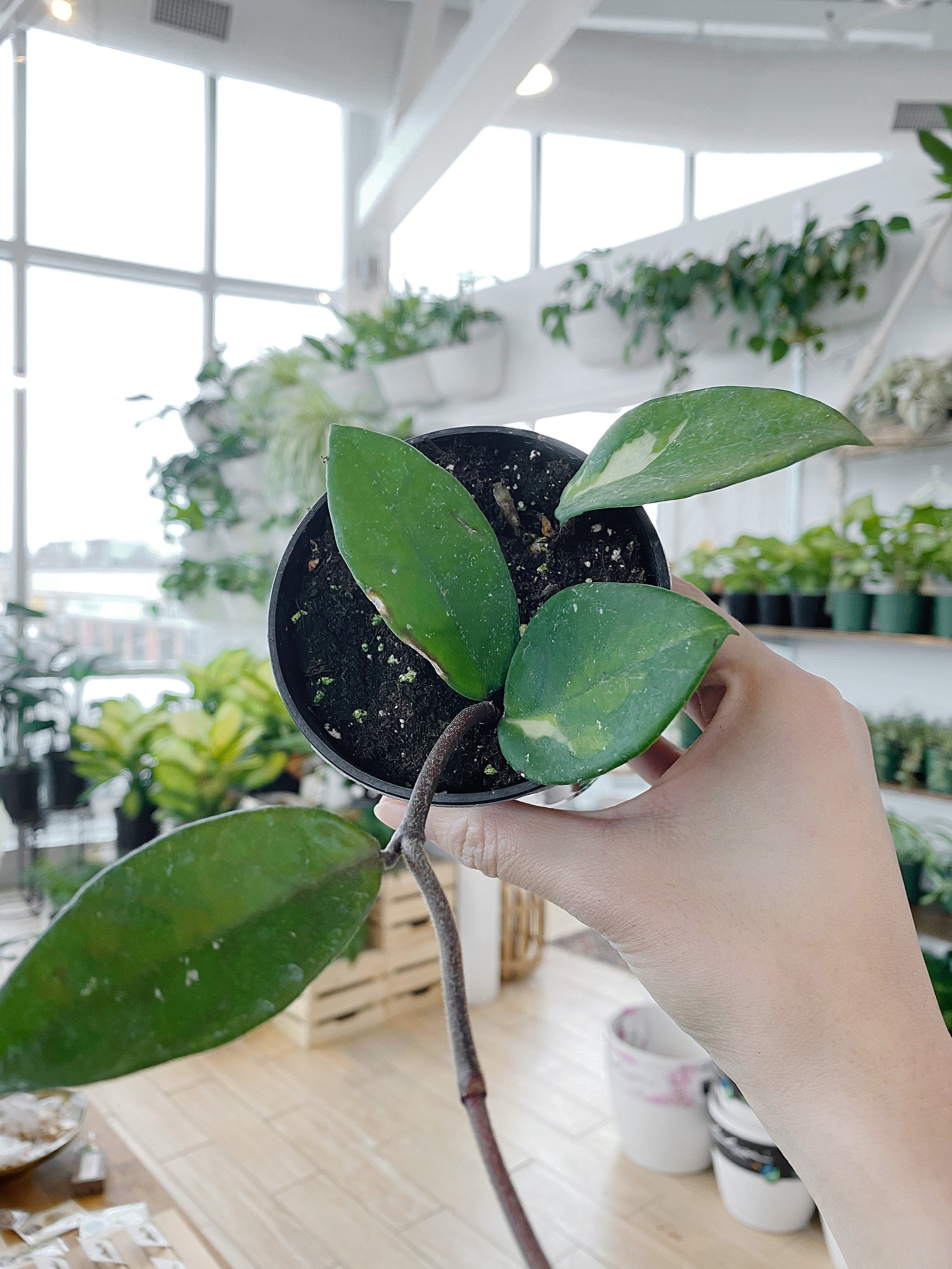 Hoya Carnosa Green | Botaniful