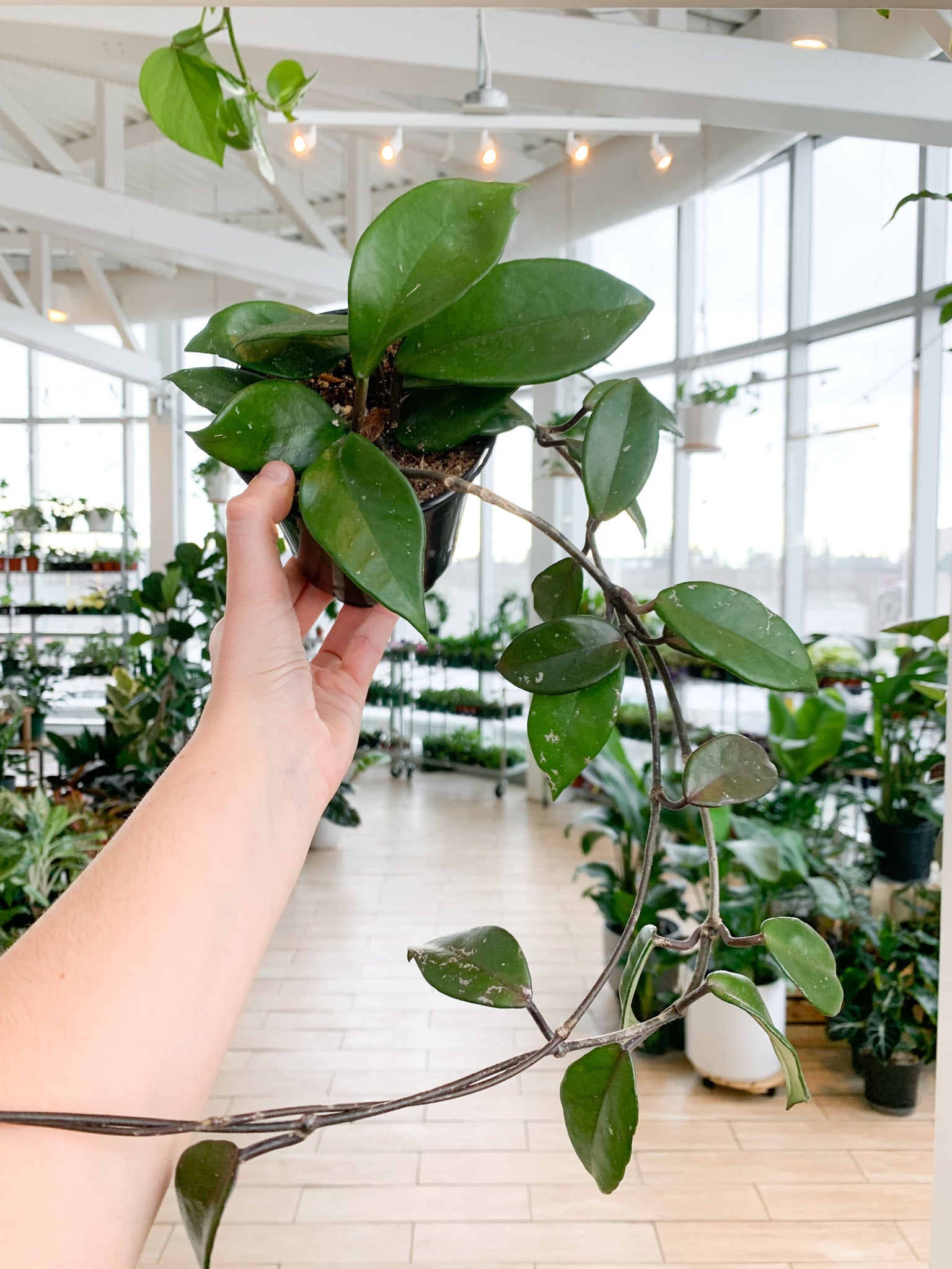 Hoya Carnosa Green | Botaniful