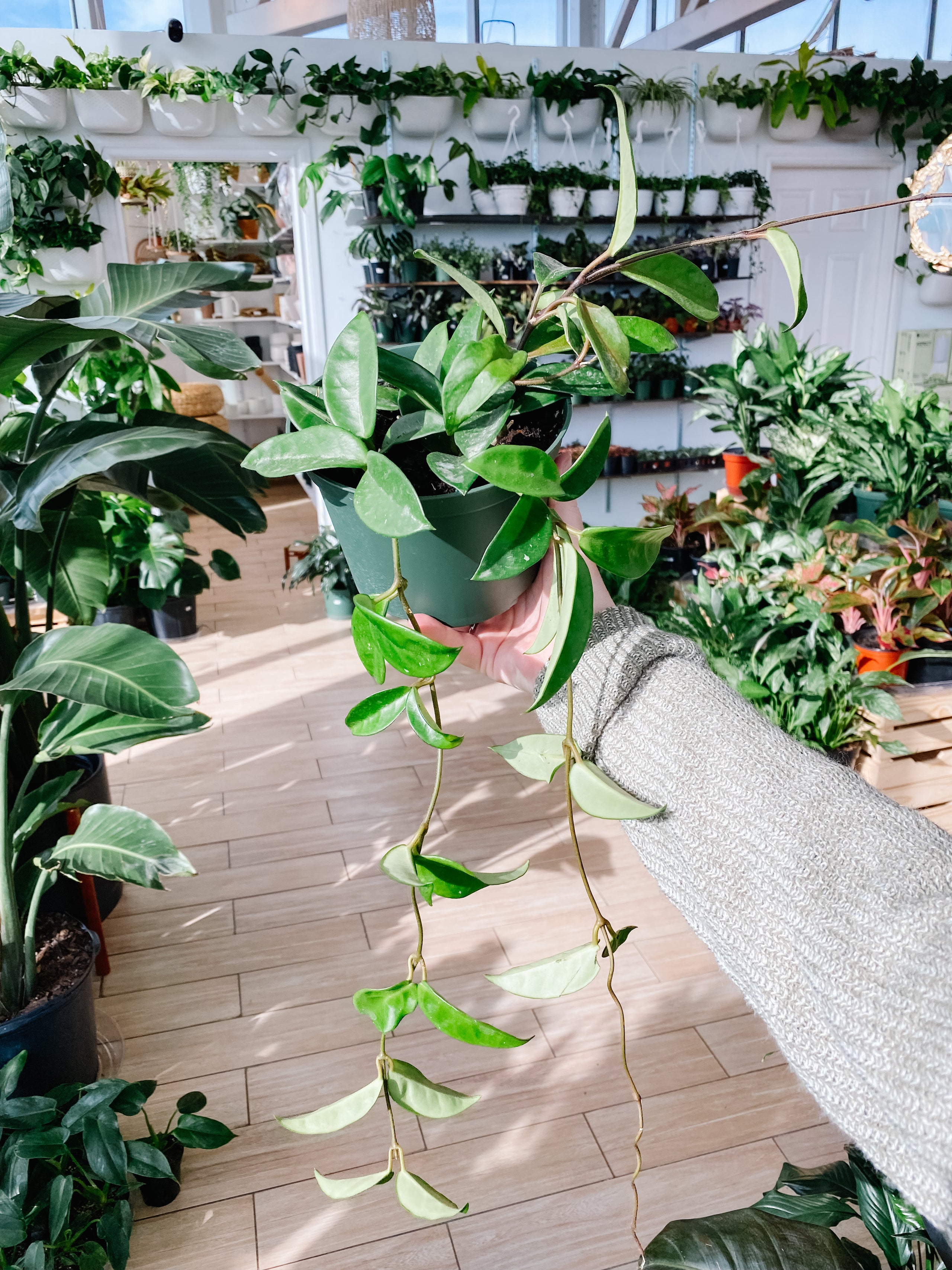 Hoya Carnosa Green | Botaniful