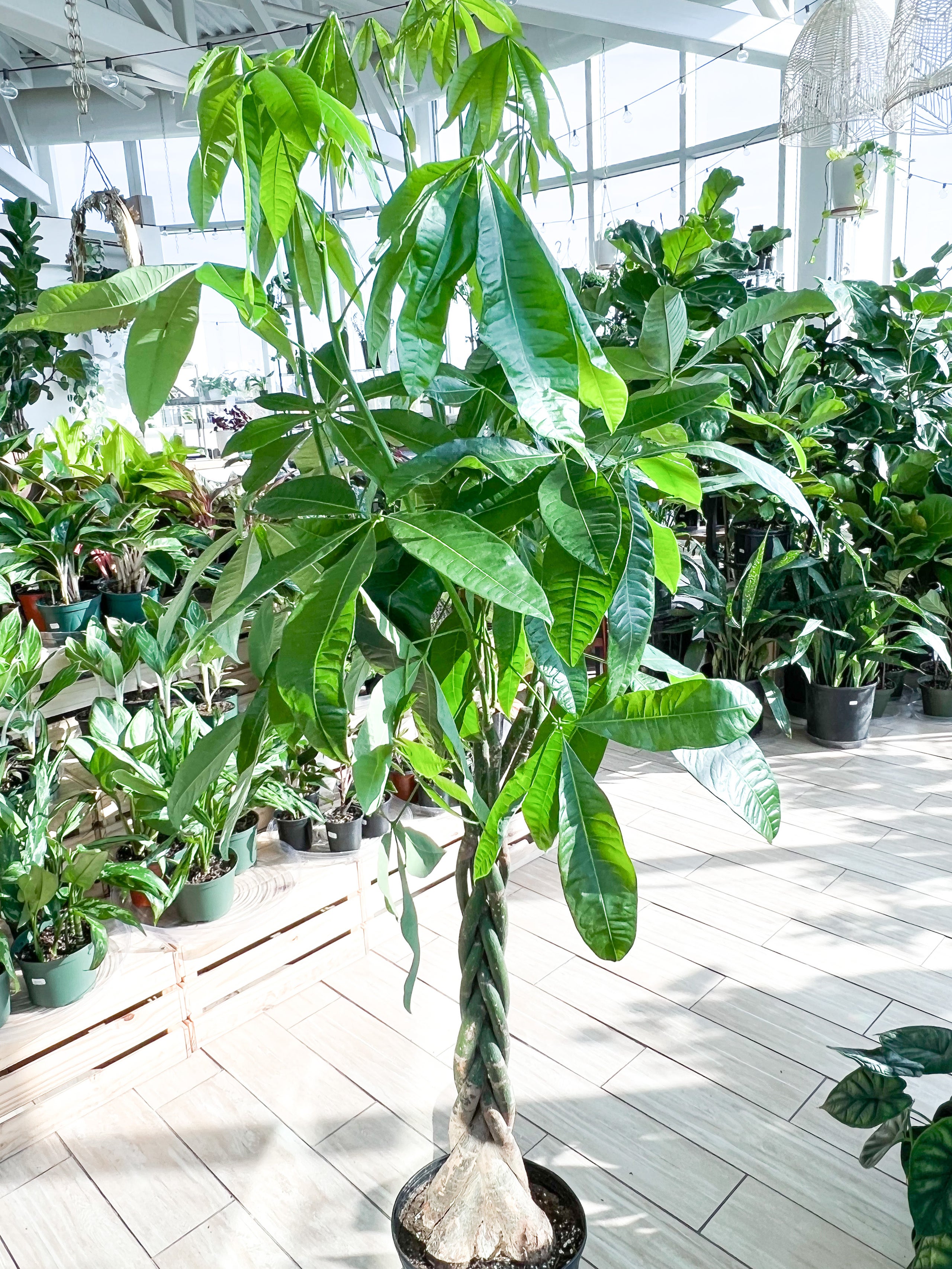 Money Tree | Botaniful