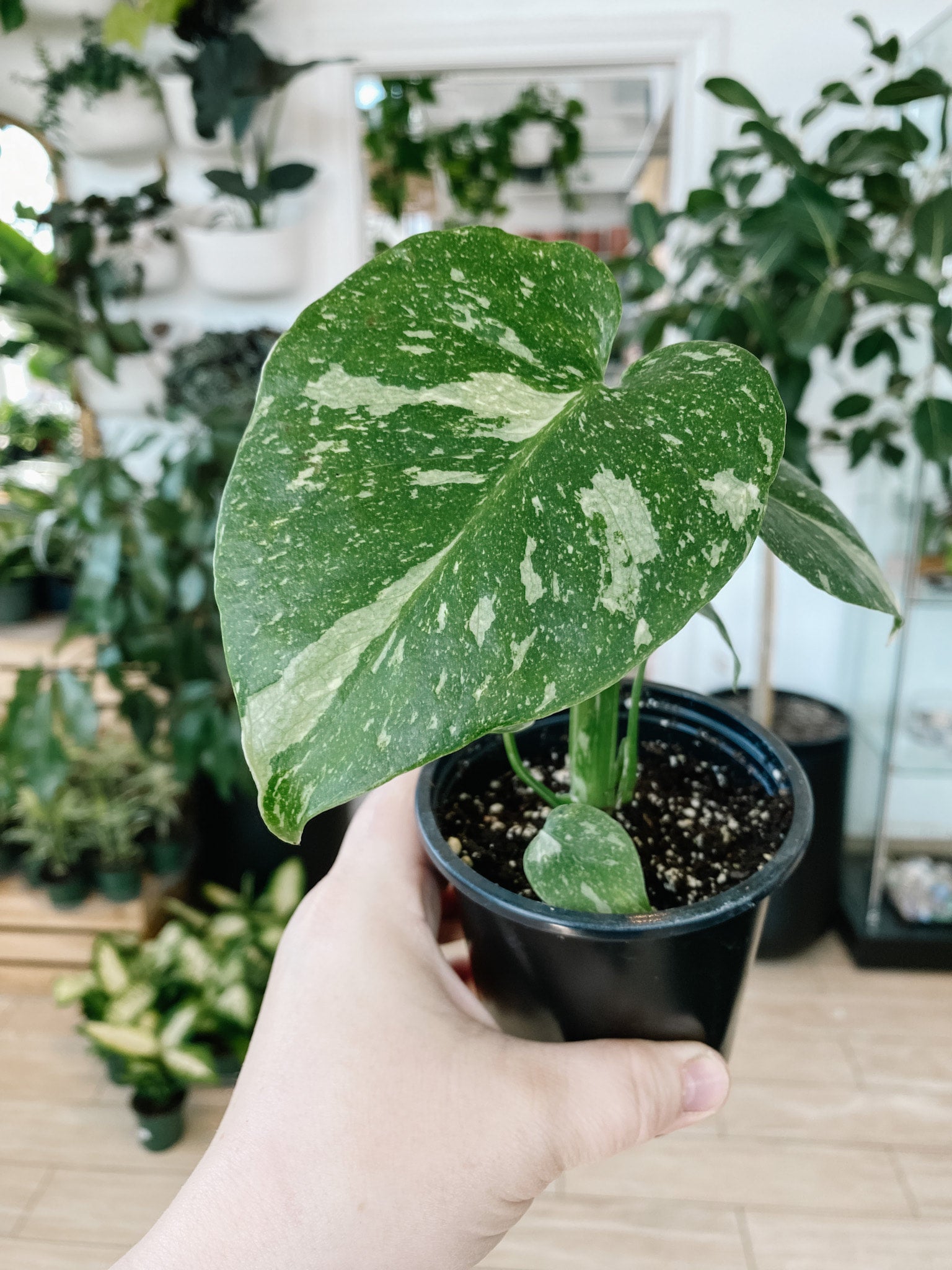 Monstera Deliciosa Thai Constellation | Botaniful