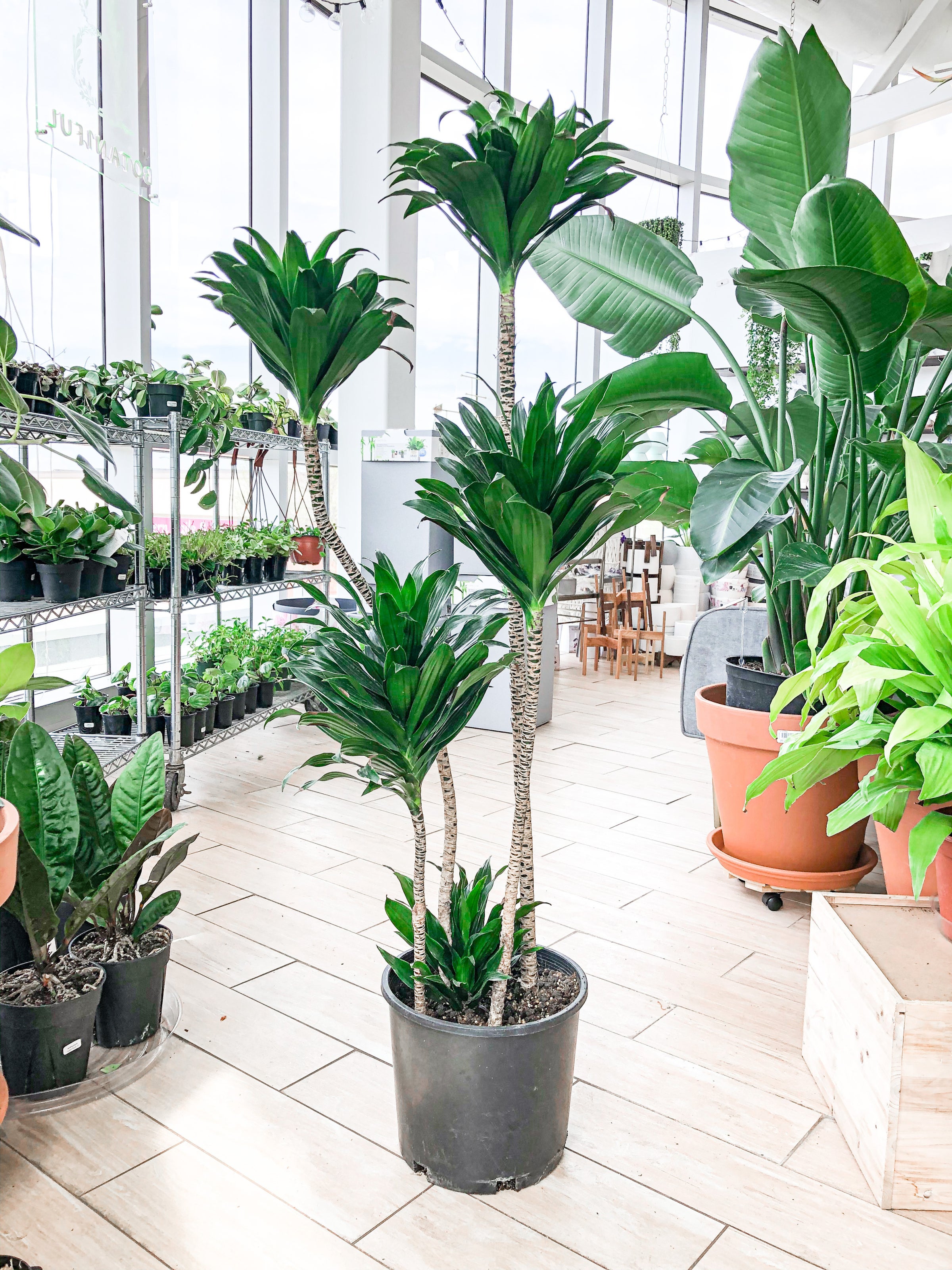 Dracaena Janet Craig Compacta Cane | Botaniful