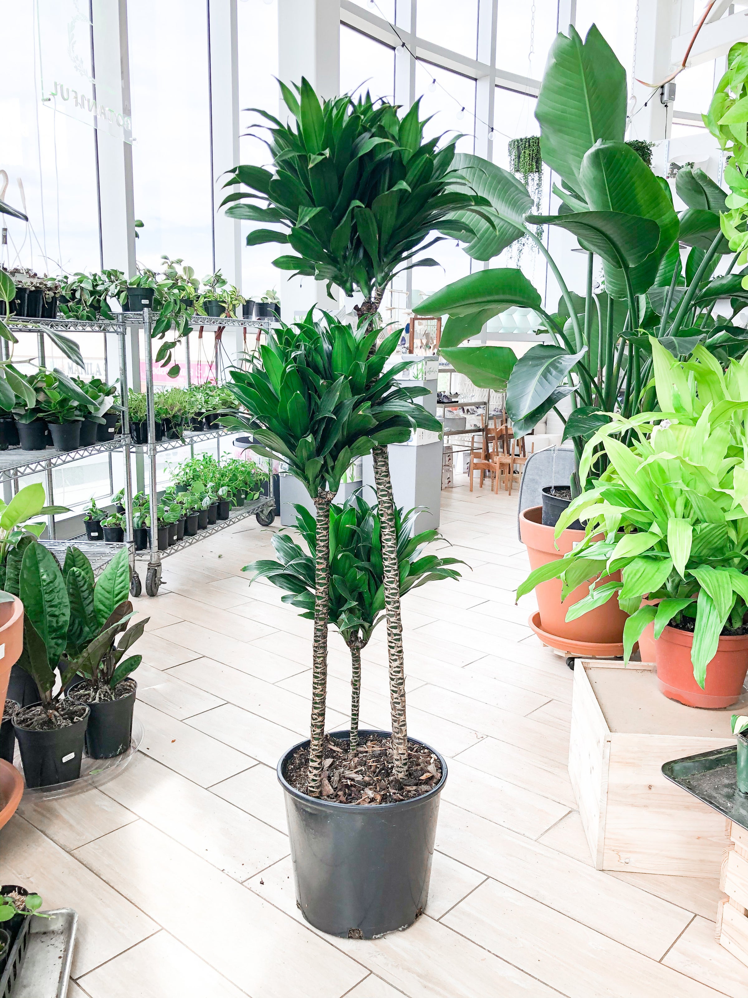 Dracaena Janet Craig Compacta Cane | Botaniful