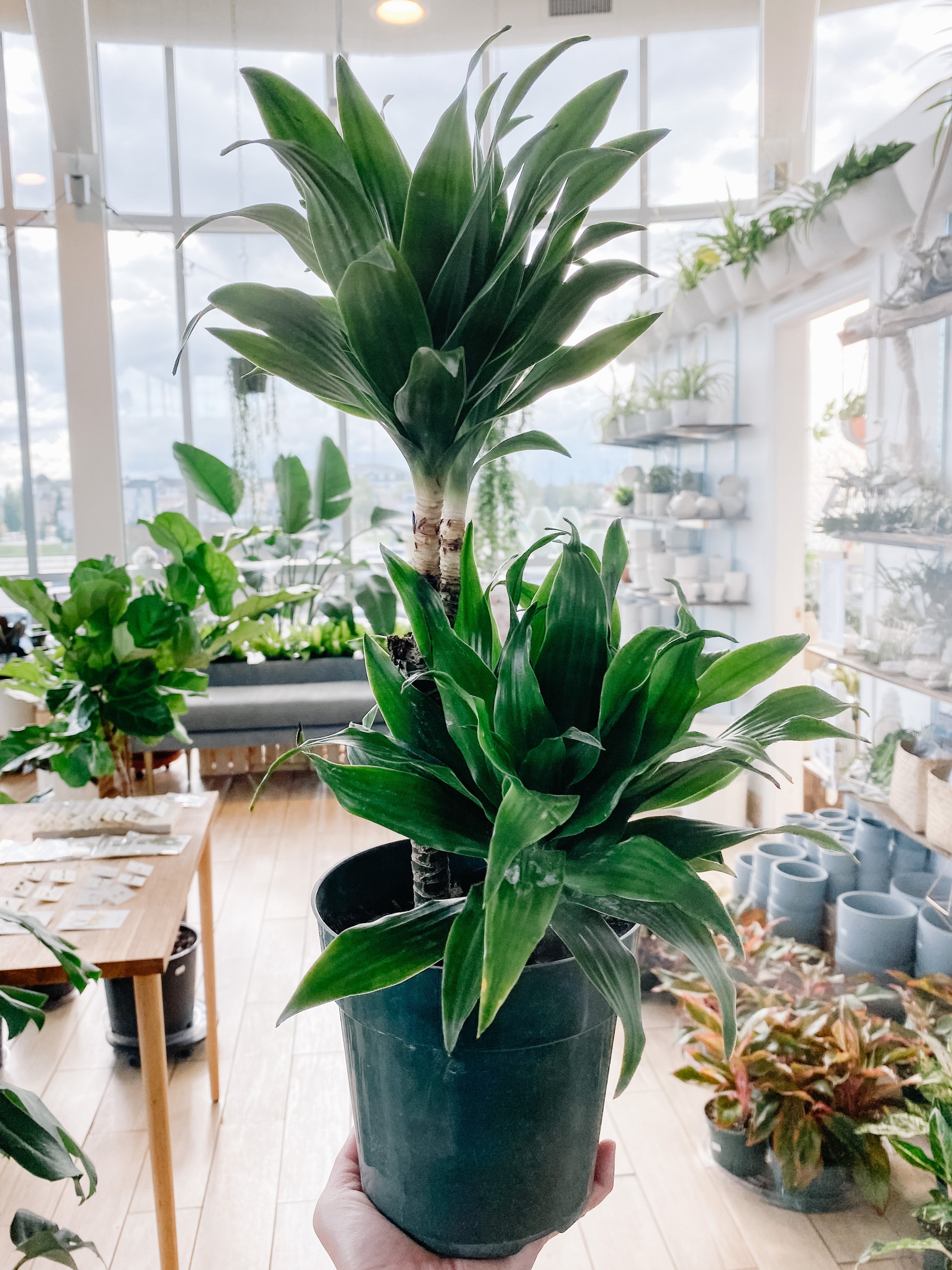 Dracaena Janet Craig Compacta Cane | Botaniful