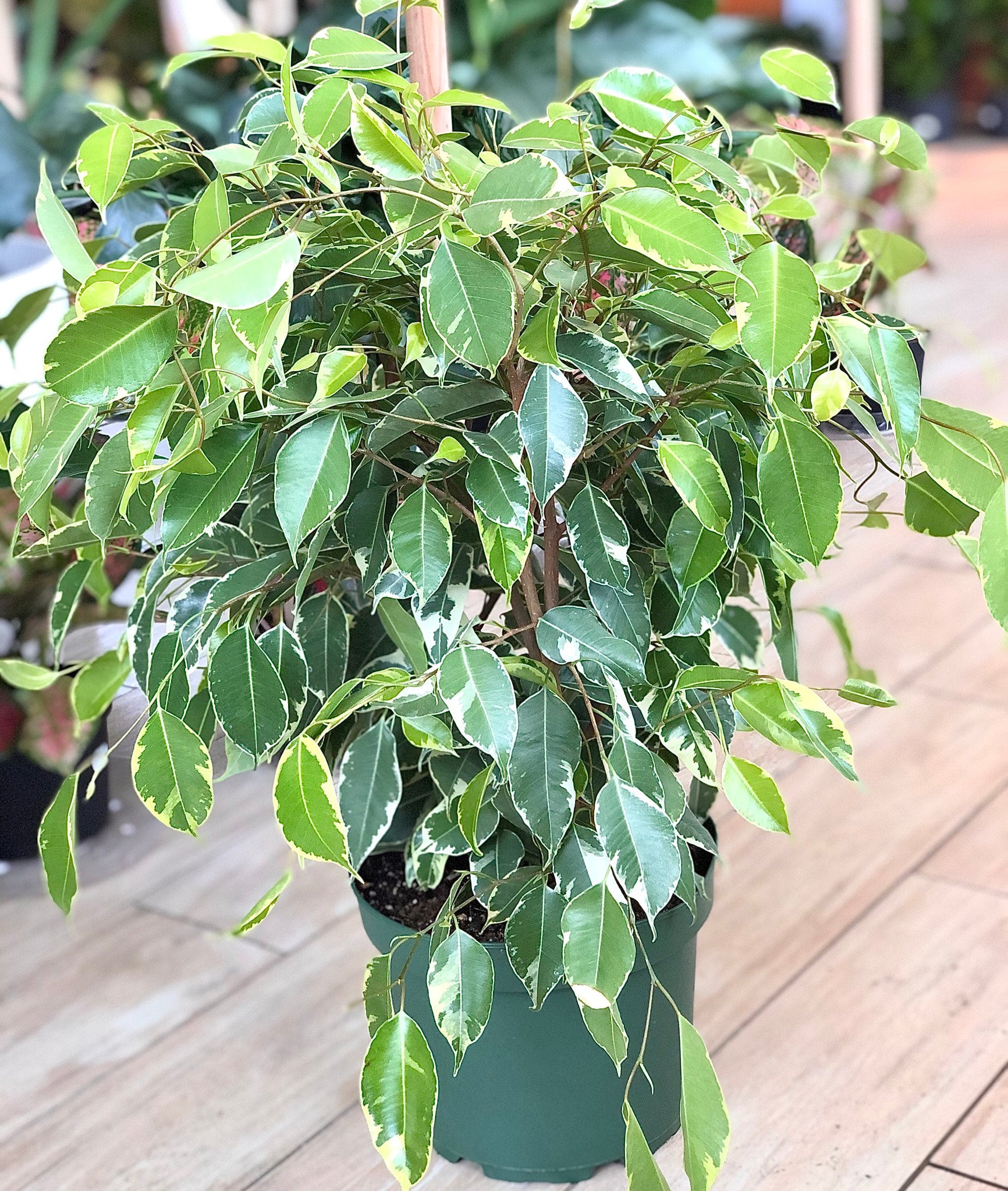Ficus Benjamina Variegated (Weeping Fig / Ficus Benji) | Botaniful