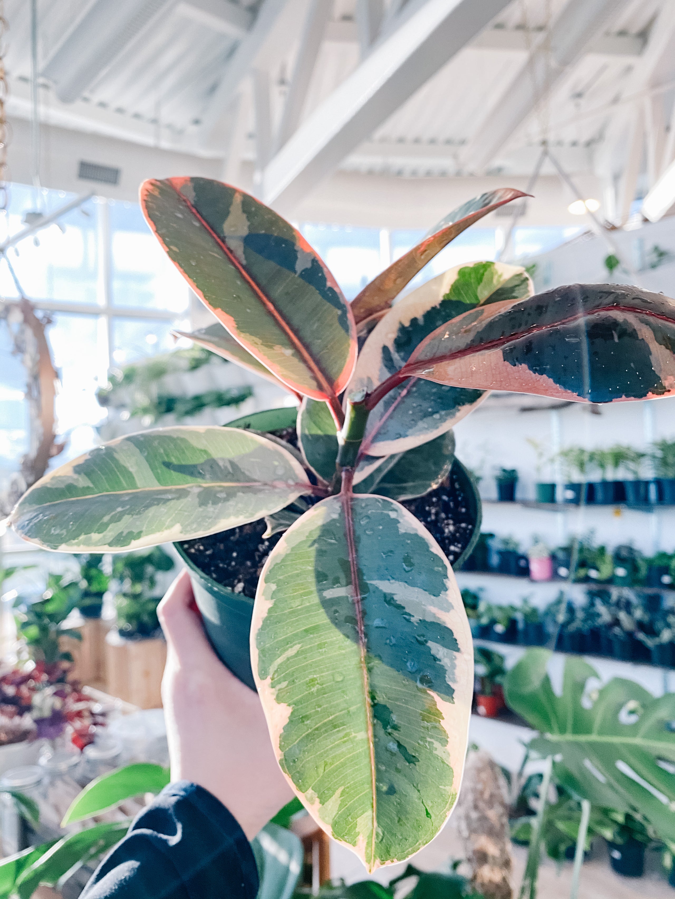 Ficus Elastica Ruby (Belize Rubber Plant) | Botaniful