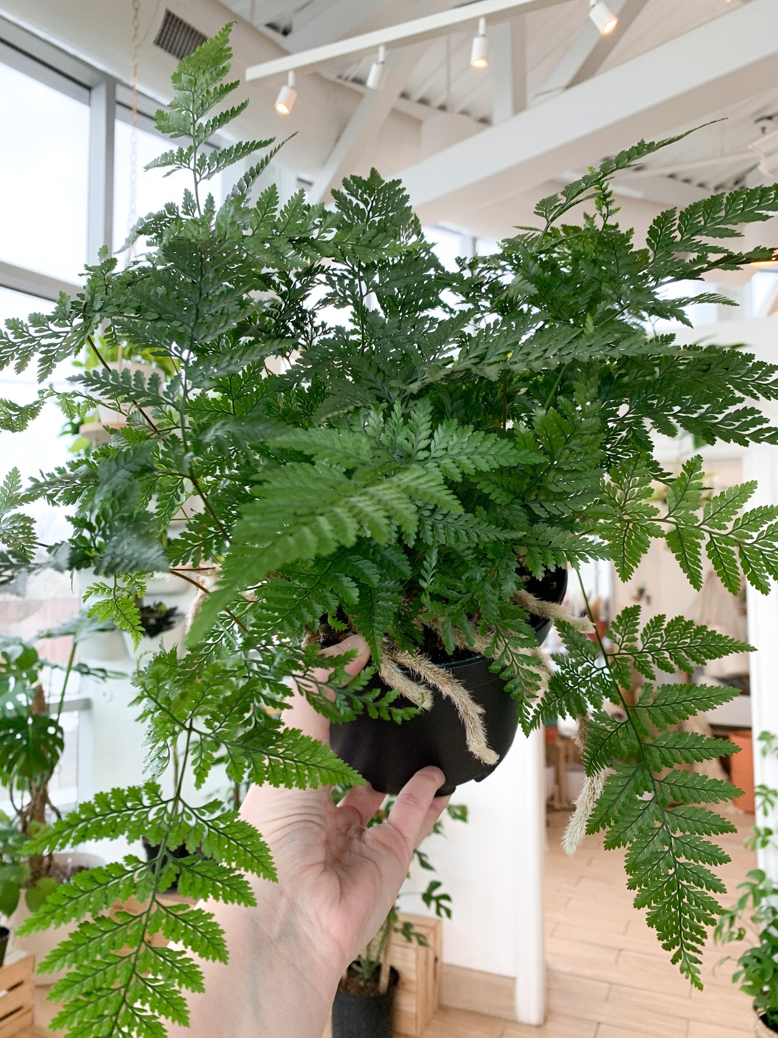 Fern White Rabbit's Foot | Botaniful