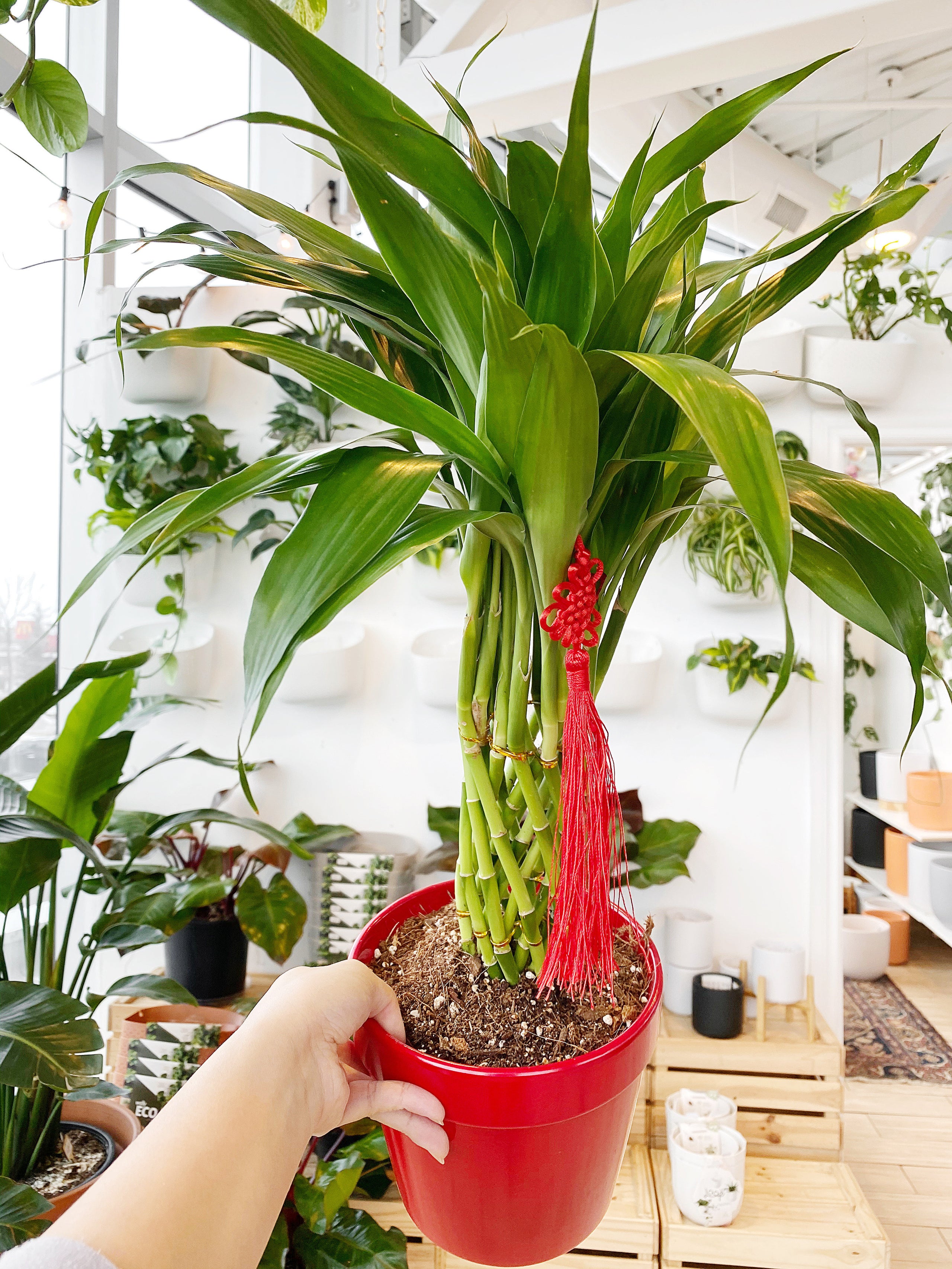 Lucky Bamboo Twist and Cobra Braid | Botaniful