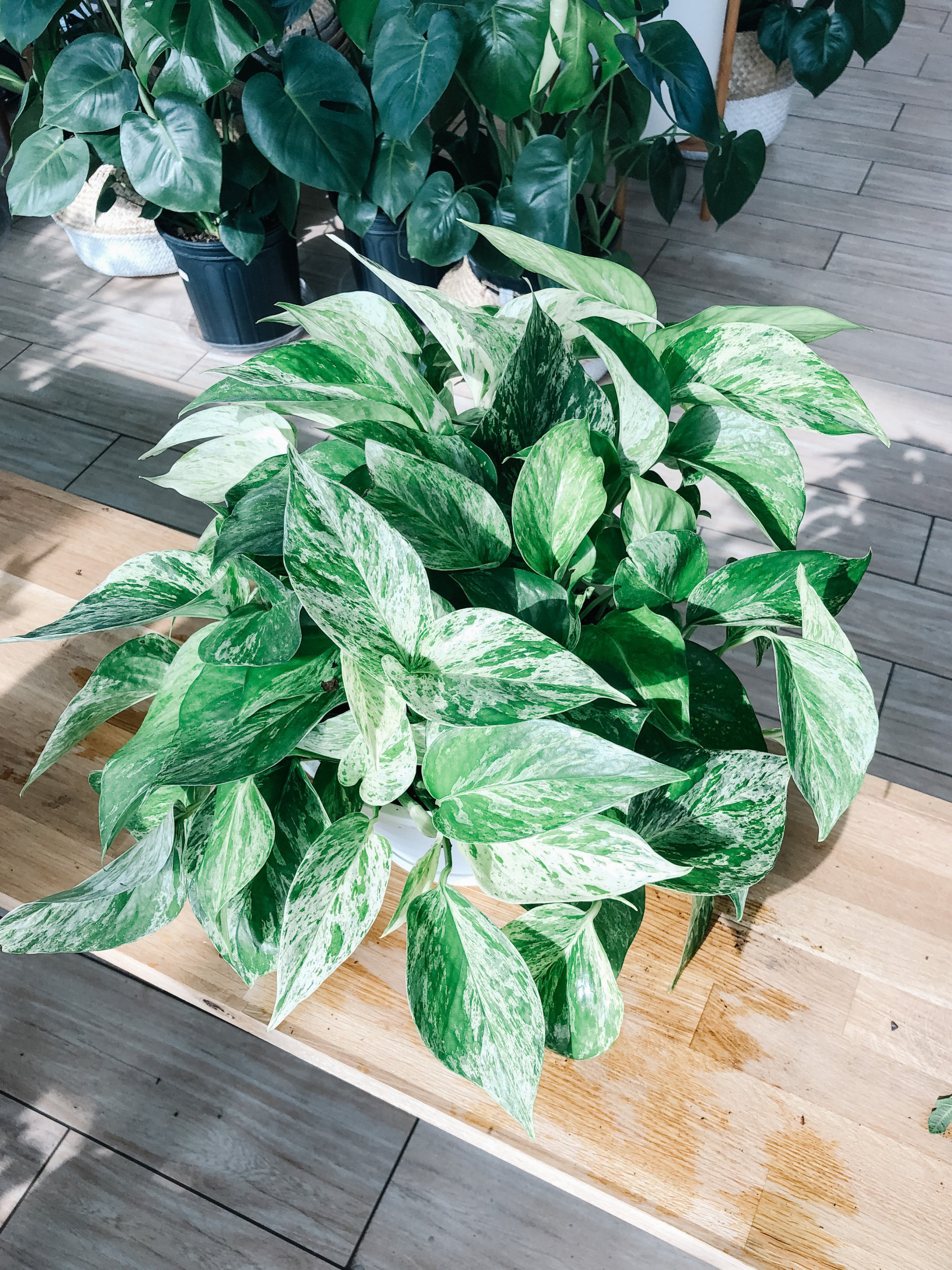 Pothos Marble Queen (Epipremnum Aureum) | Botaniful