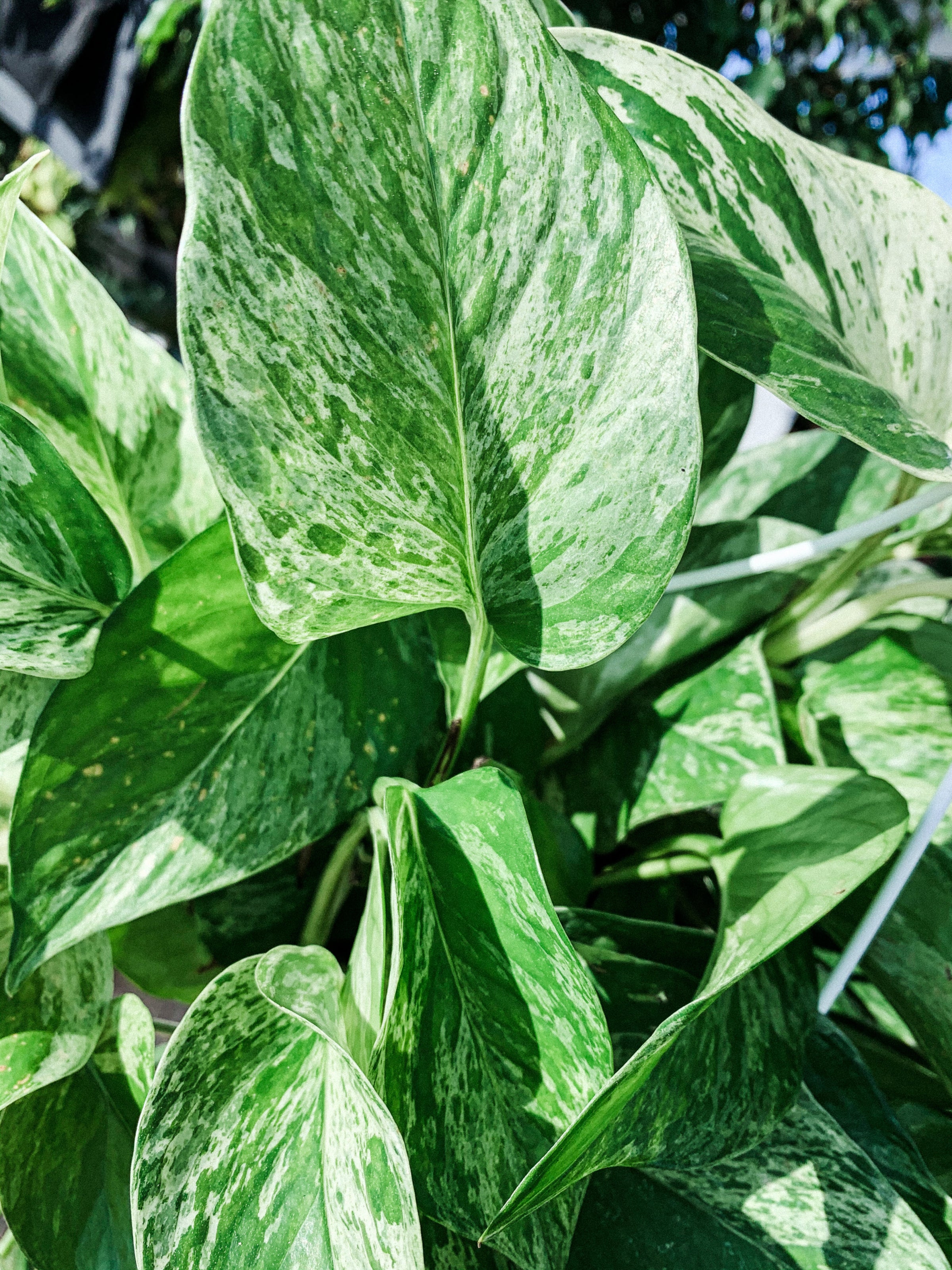 Pothos Marble Queen (Epipremnum Aureum) | Botaniful