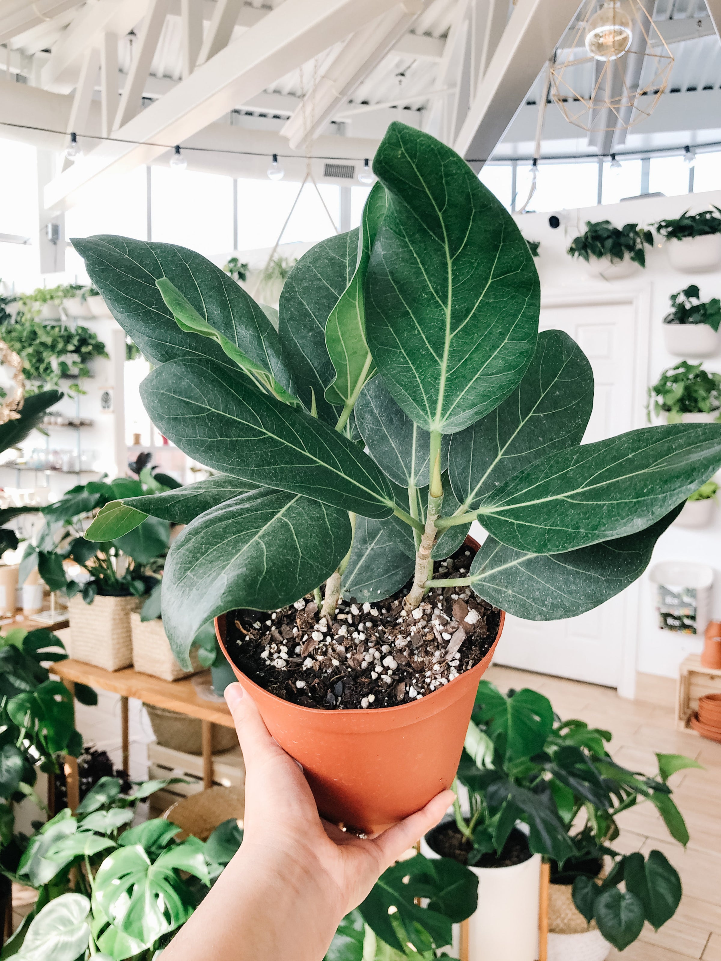 Ficus Audrey Bush | Botaniful