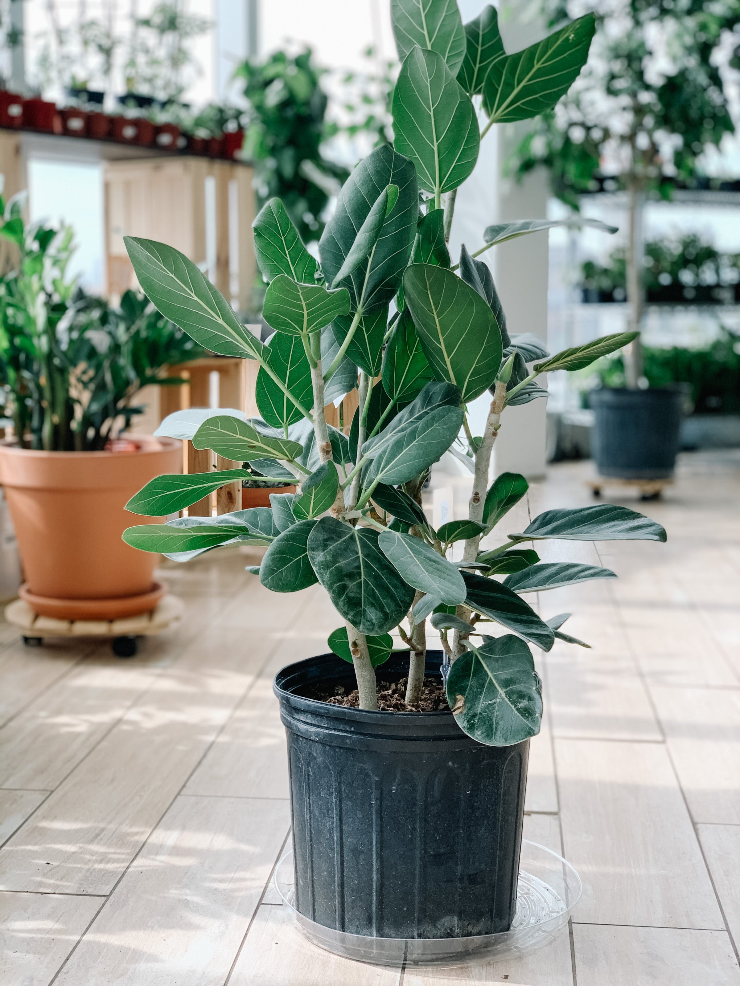 Ficus Audrey Bush | Botaniful
