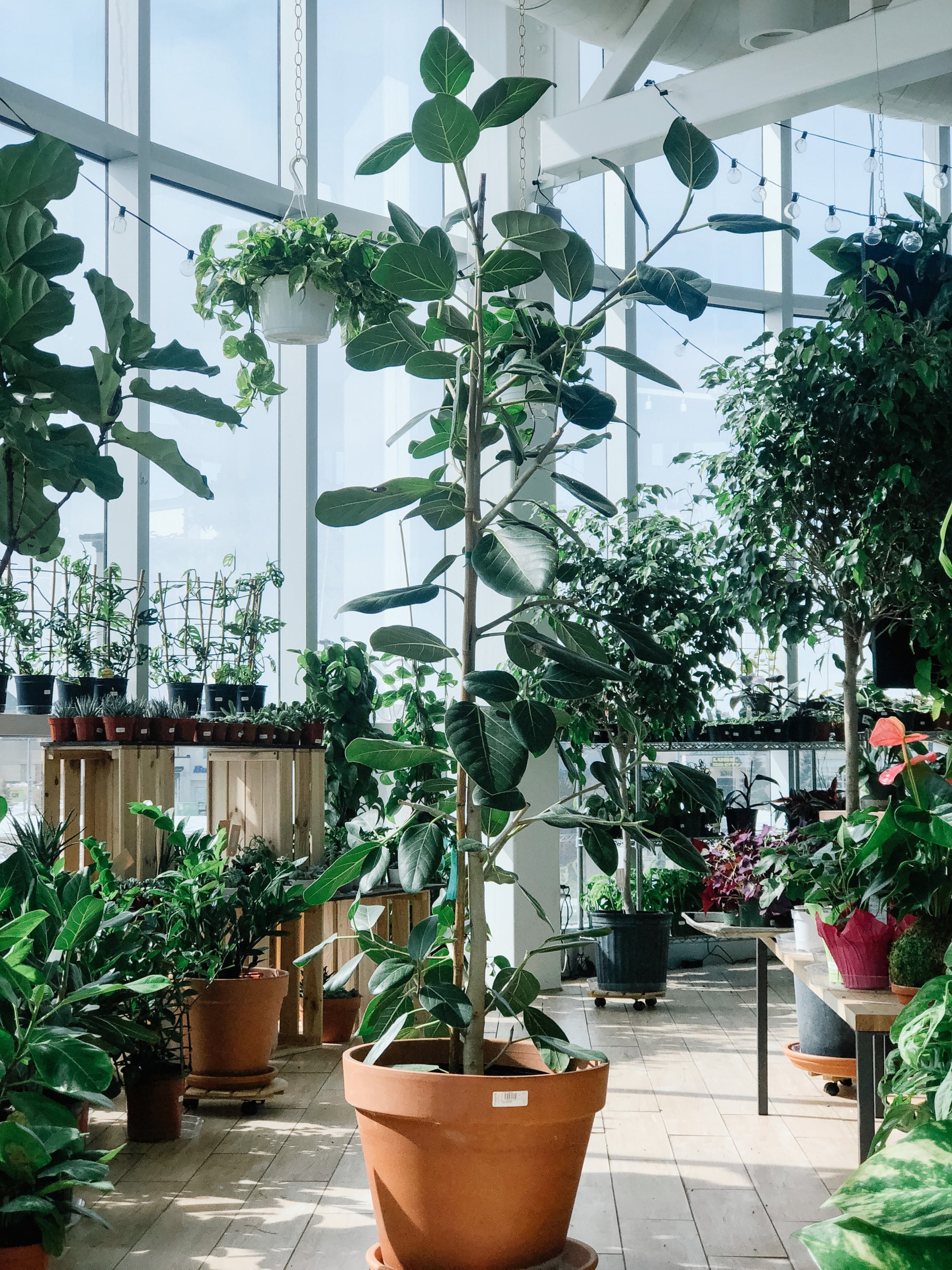 Ficus Audrey Bush | Botaniful