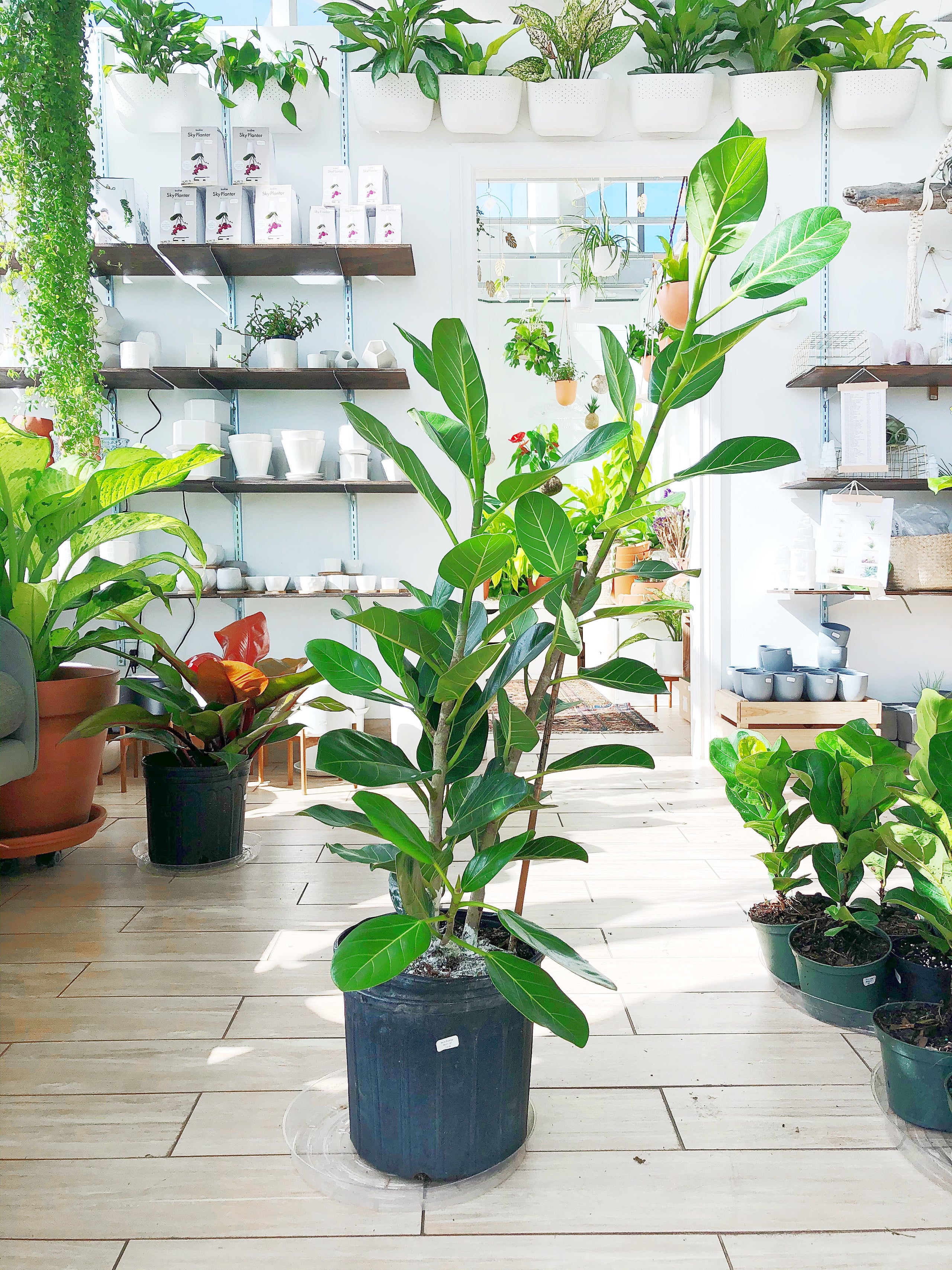 Ficus Audrey Bush | Botaniful