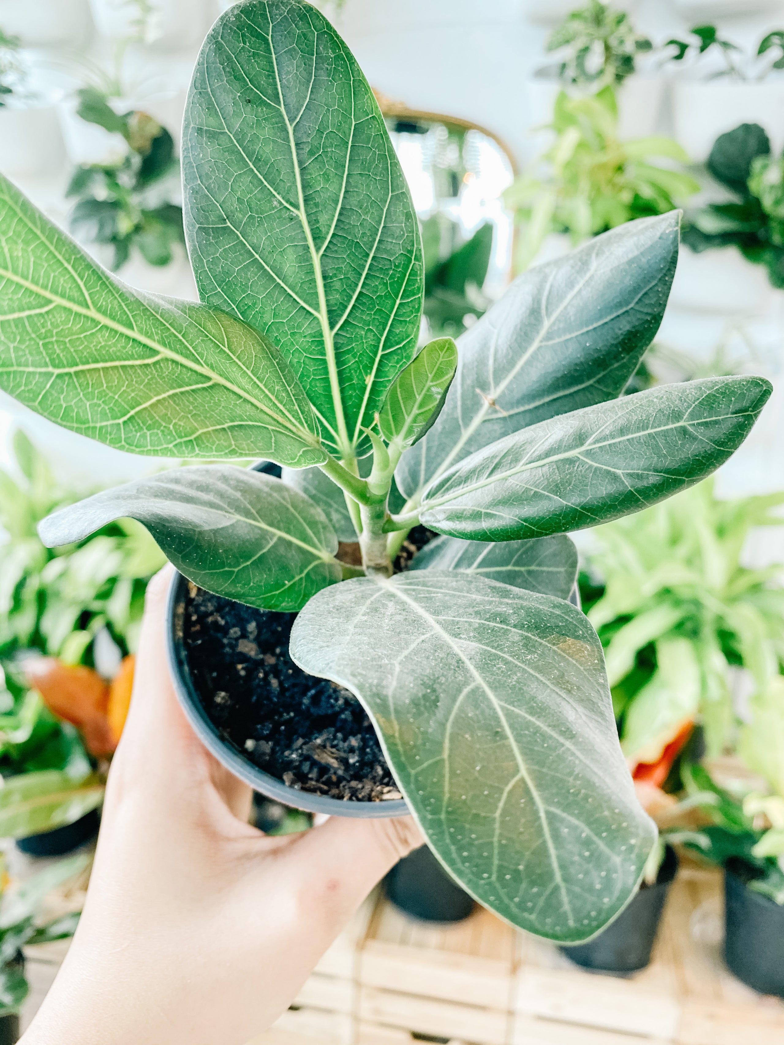 Ficus Audrey Bush | Botaniful