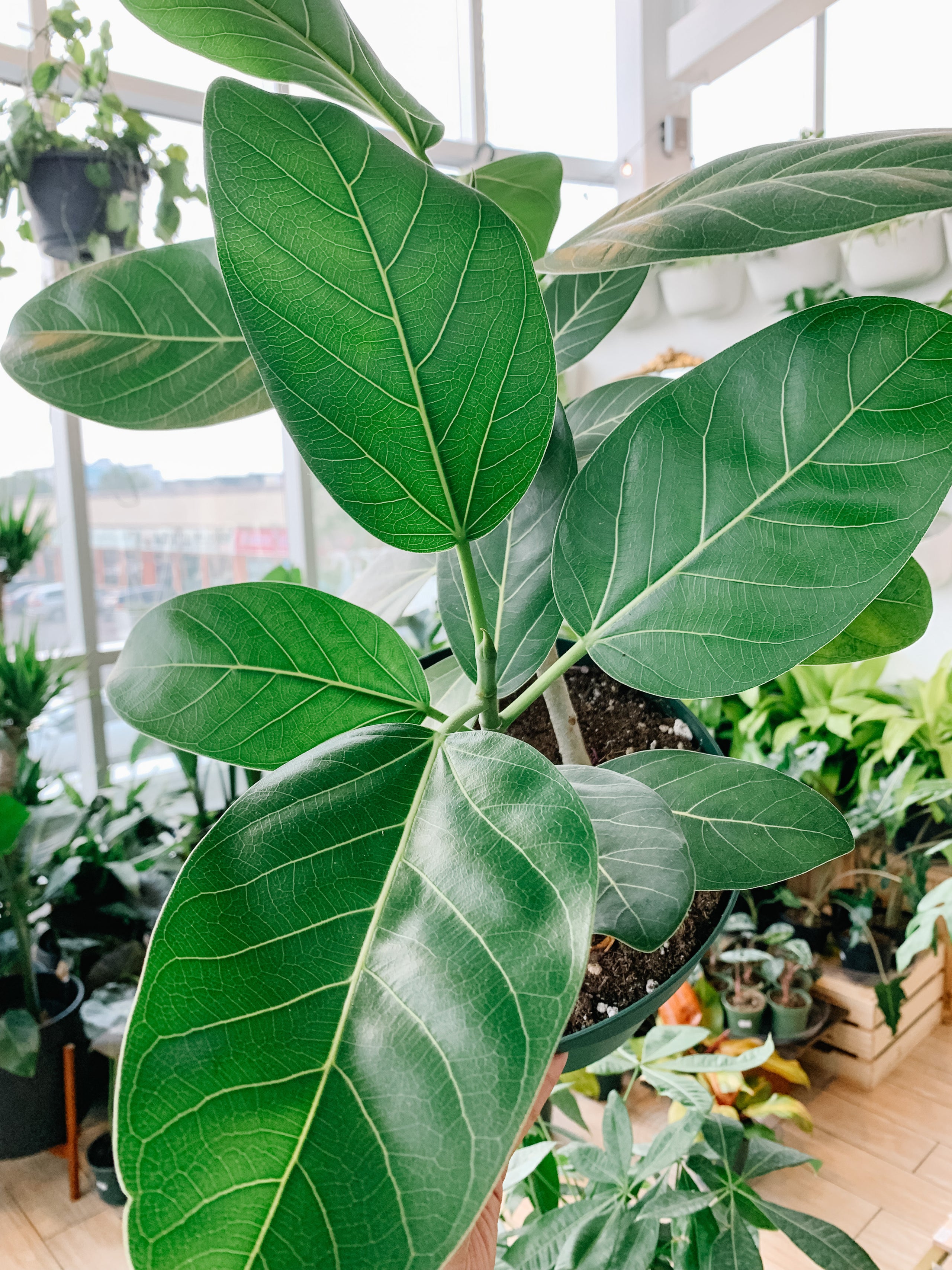 Ficus Audrey Bush | Botaniful