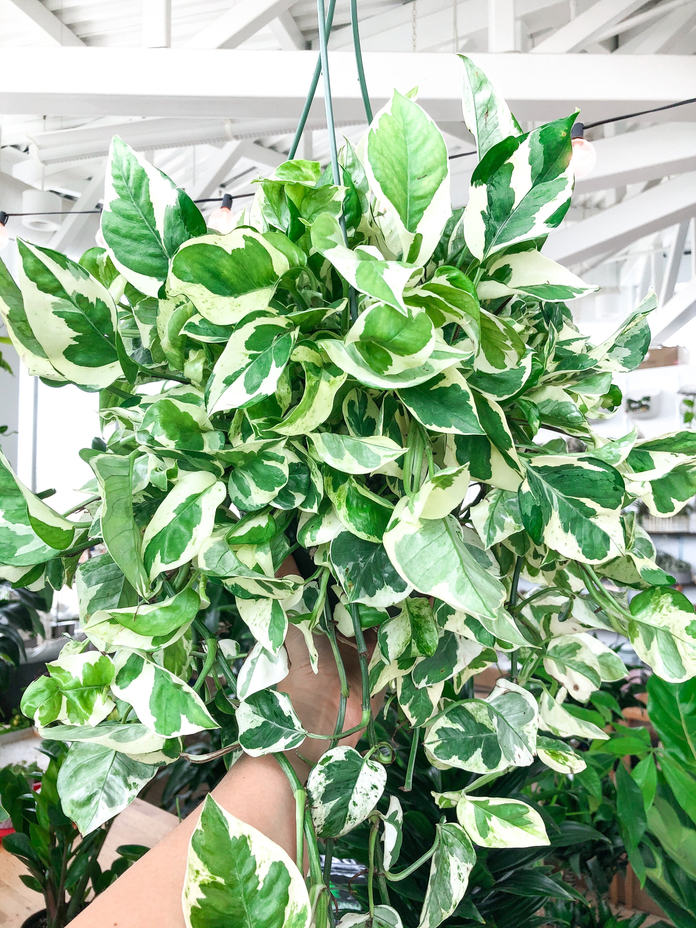 Pothos Pearl & Jade (Epipremnum Aureum) | Botaniful