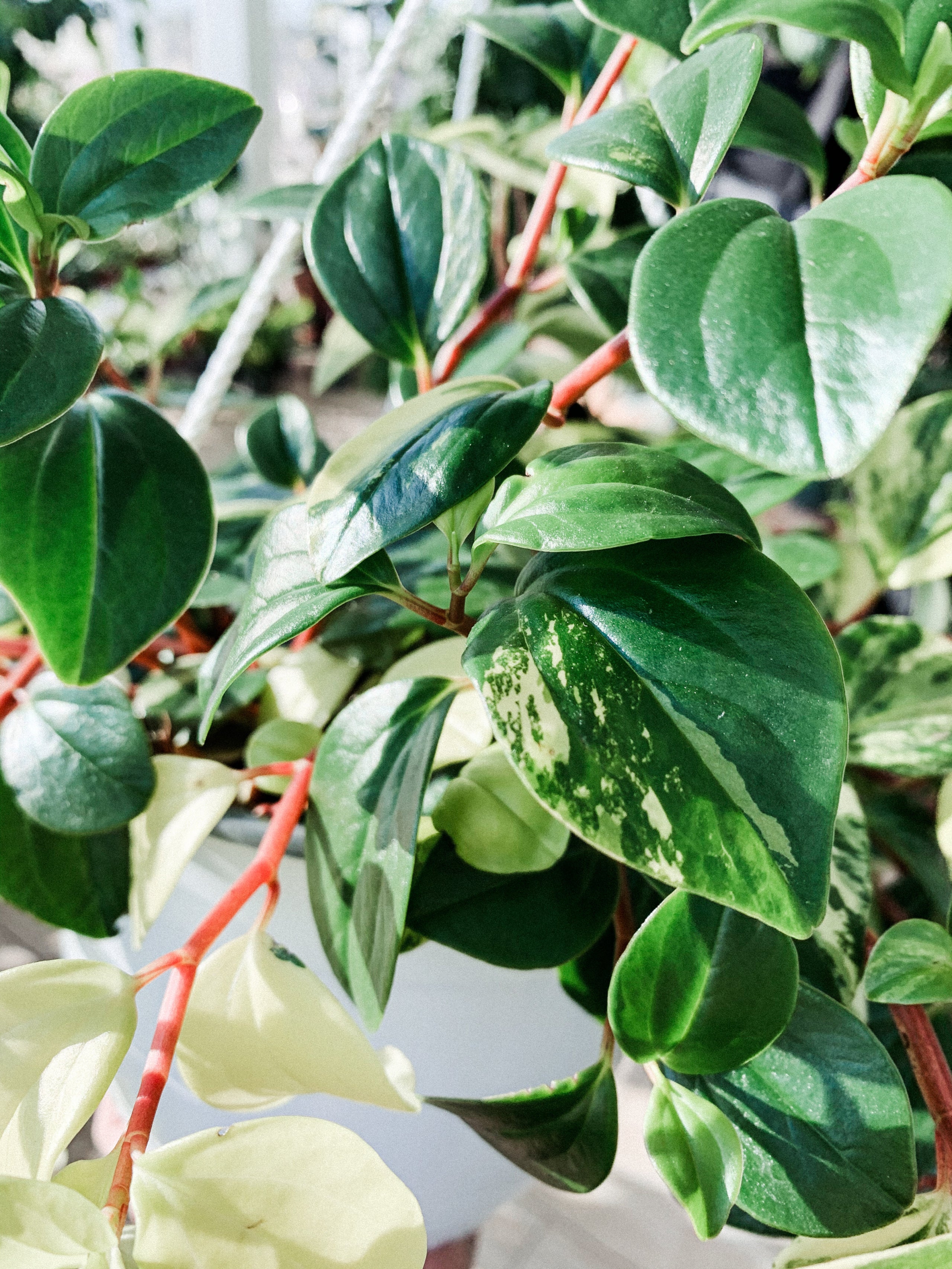 Peperomia European Trailing | Botaniful