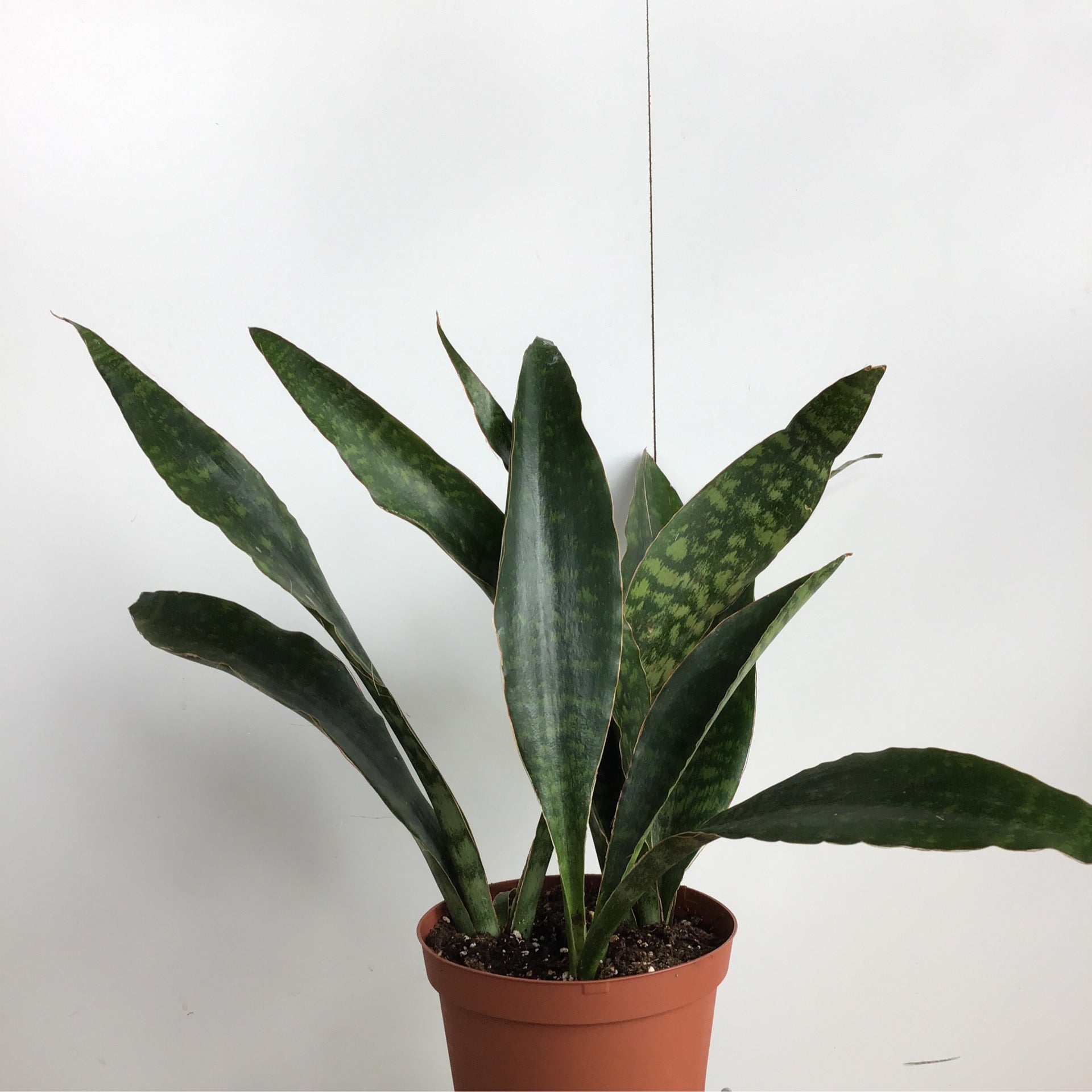 Sansevieria Jaboa (Snake Plant) 6" | Botaniful