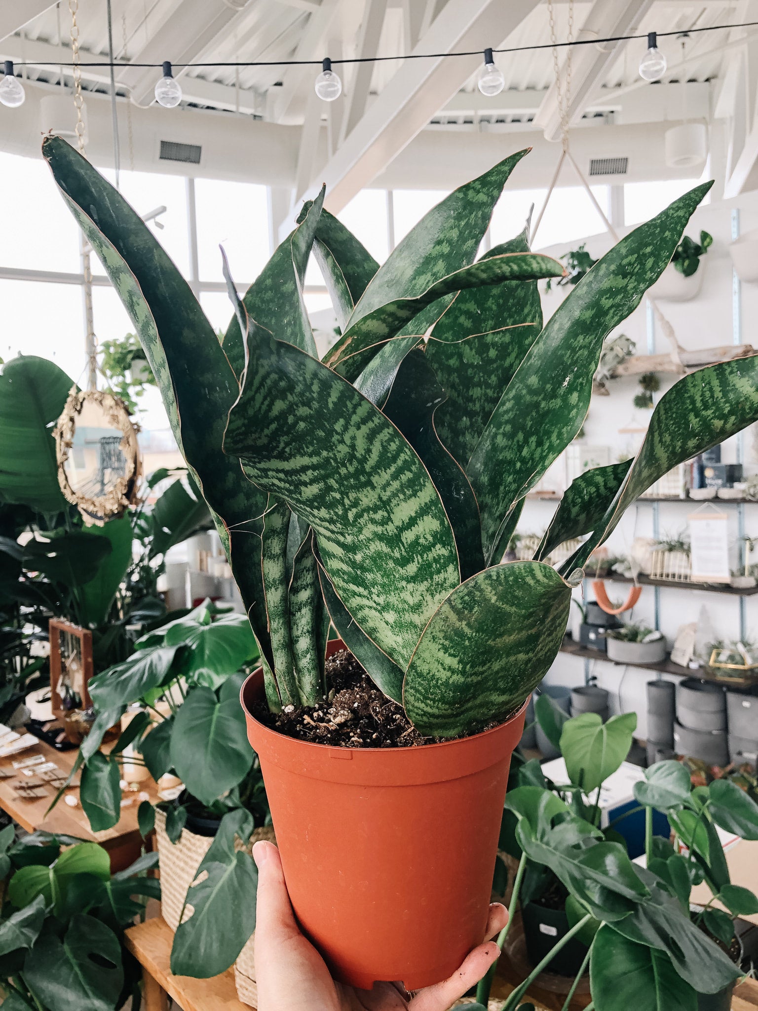 Sansevieria Jaboa (Snake Plant) 6" | Botaniful
