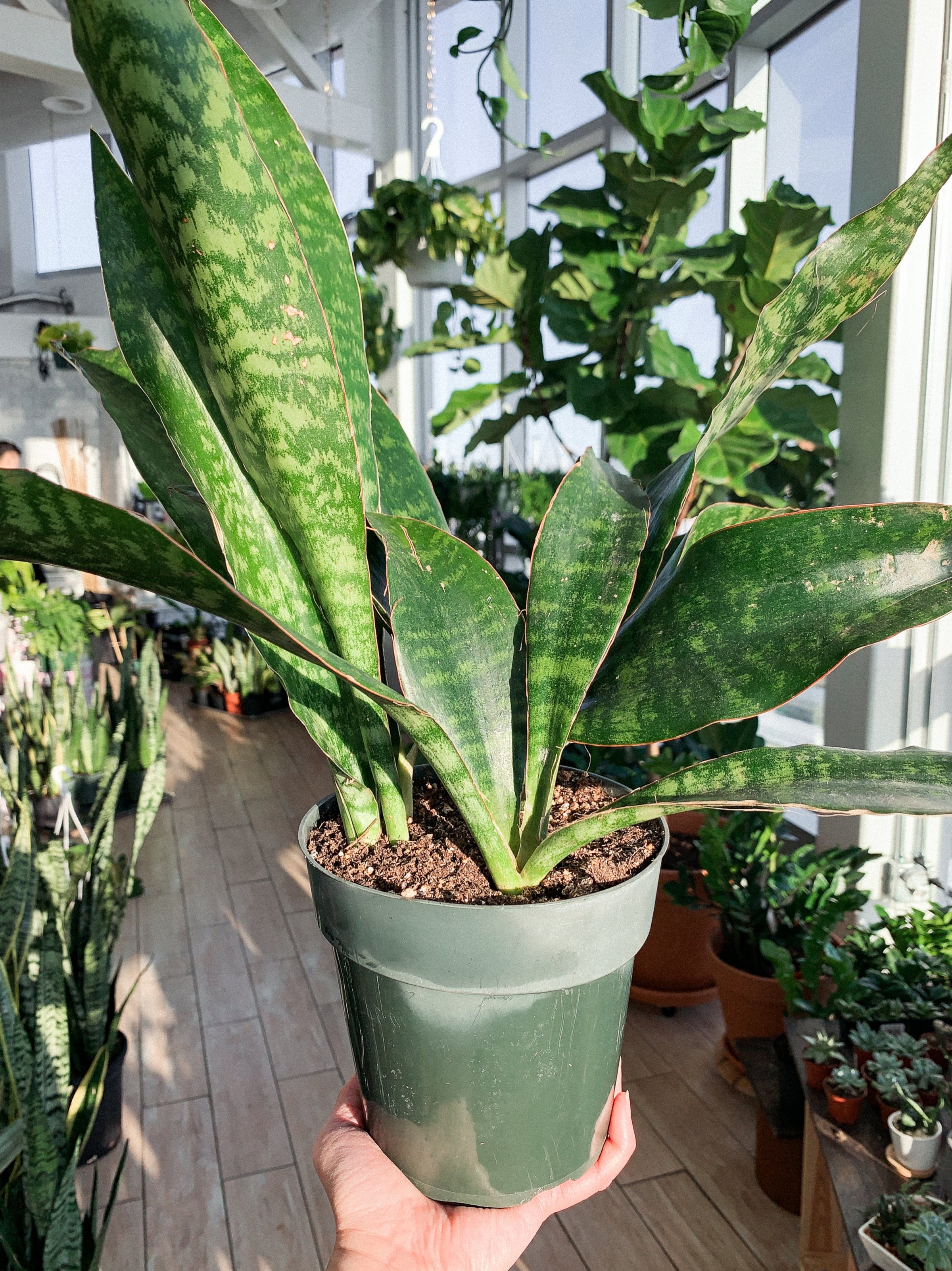 Sansevieria Jaboa (Snake Plant) 6" | Botaniful