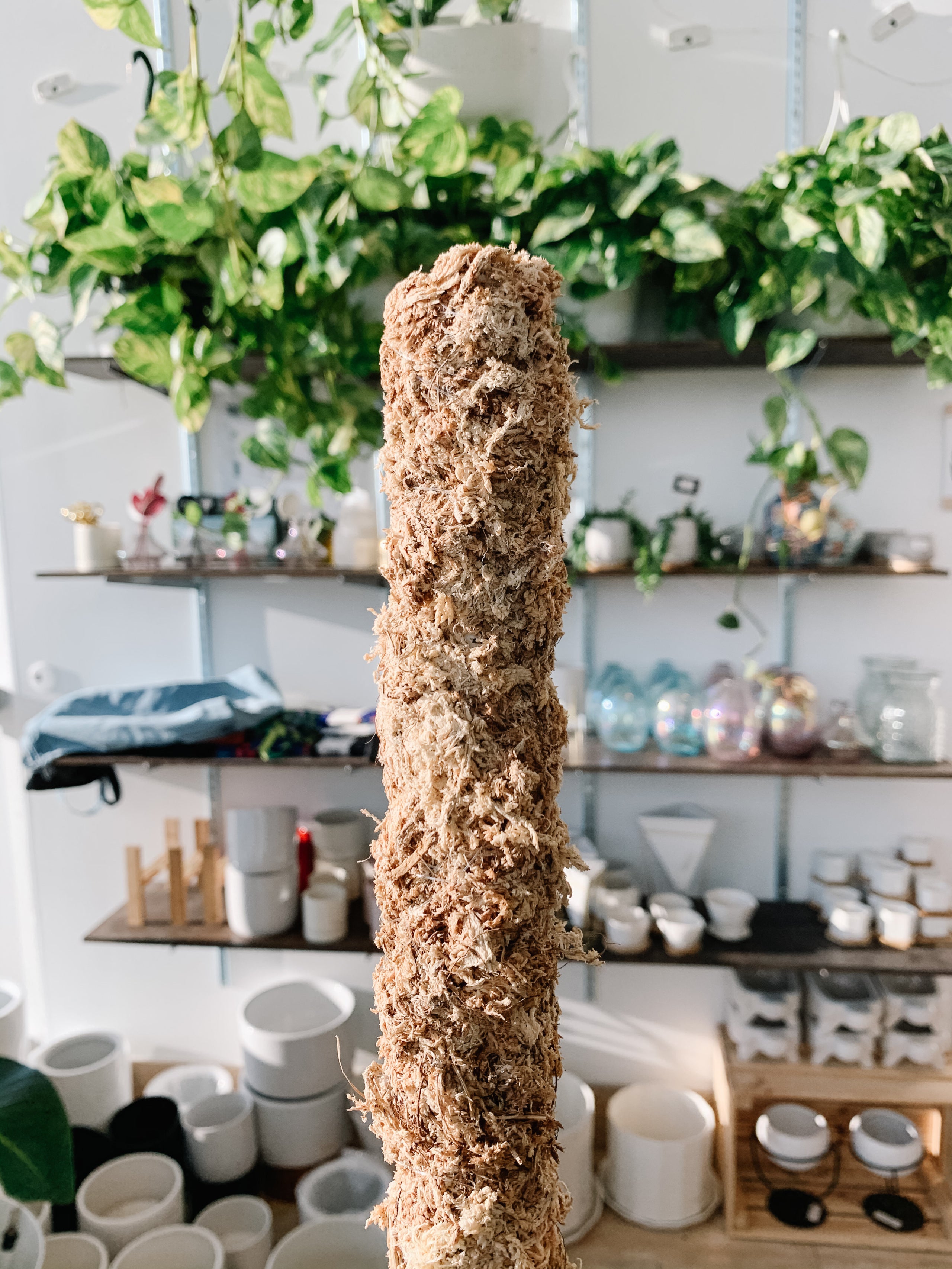 Moss Pole (24 hours for Custom) | Botaniful